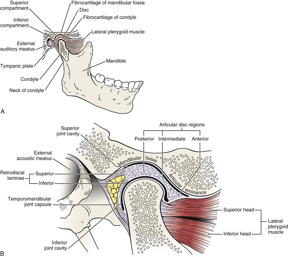 Temporomandibular Joint Musculoskeletal Key Temporomandibular Joint Musculoskeletal Key