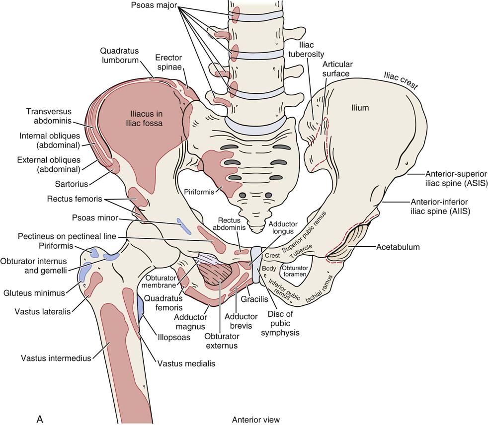 Anatomy Hip Joint Muscles At Vivian Nelson Blog