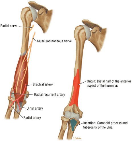 What Muscle Attaches To The Coronoid Process Of Ulna QUQY What Muscle Attaches To The Coronoid Process Of Ulna QUQY