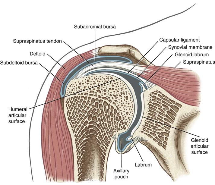 Shoulder Musculoskeletal Key