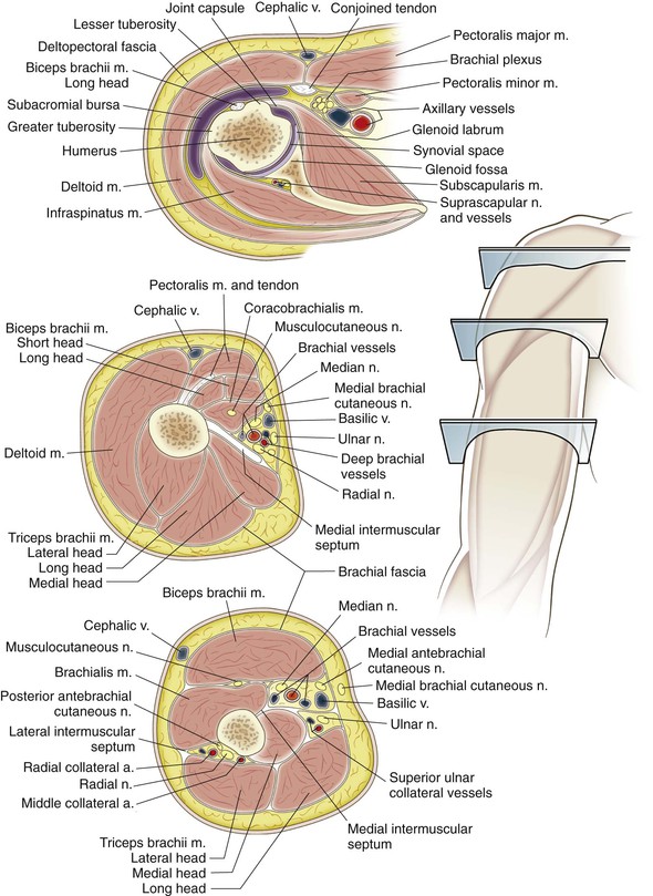 Female Anatomy Cross Section