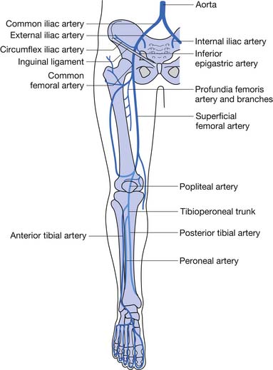 Lower Limb Arteries Diagram Lower Limb Arteries Diagram