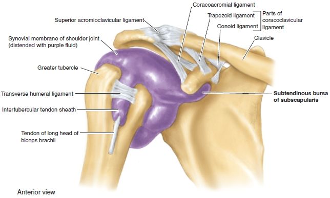 Joint Posterior Approach Musculoskeletal Key Joint Posterior Approach Musculoskeletal Key