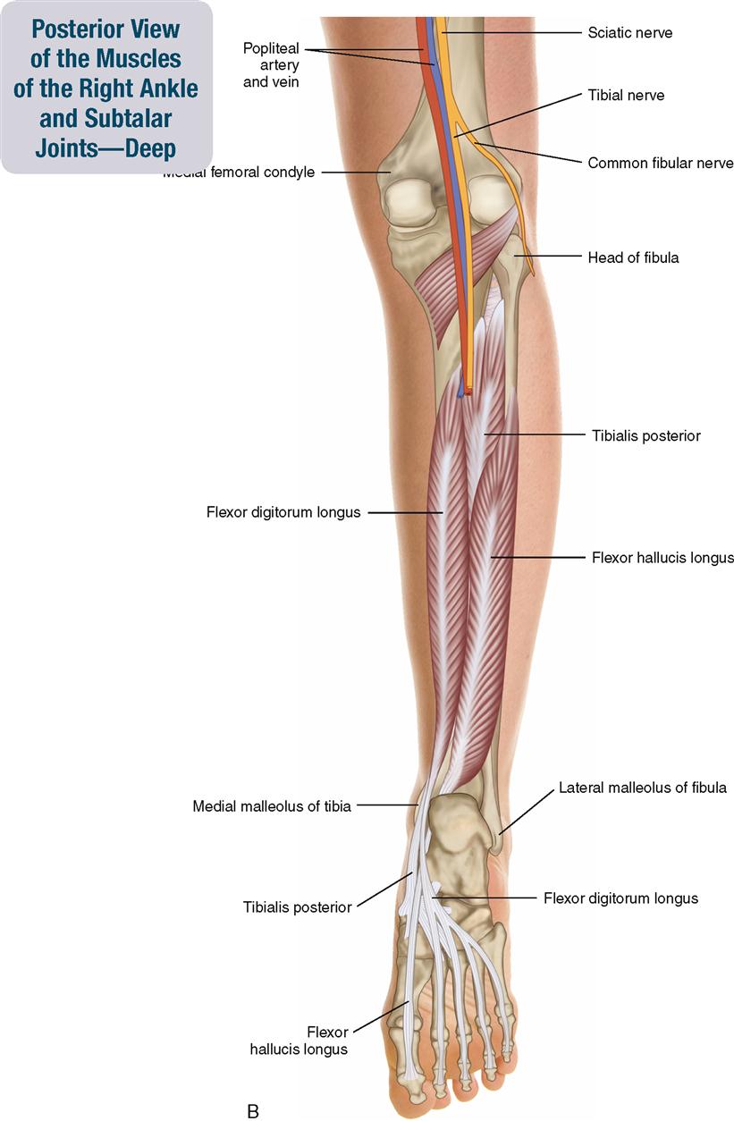 11 Muscles Of The Leg And Foot Musculoskeletal Key 11 Muscles Of The Leg And Foot Musculoskeletal Key