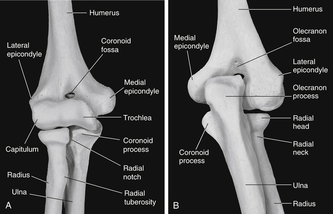 Radial And Coronoid Fossa Coronoid Process Anatomy Location And Radial And Coronoid Fossa Coronoid Process Anatomy Location And