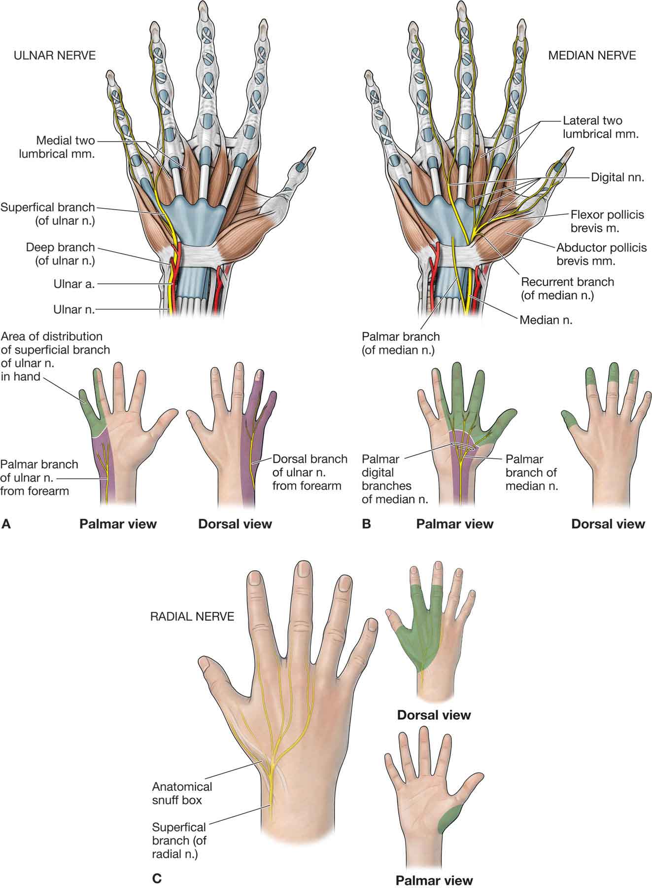 Anatom a Anatomia Funcional Anatom a Anatomia Funcional