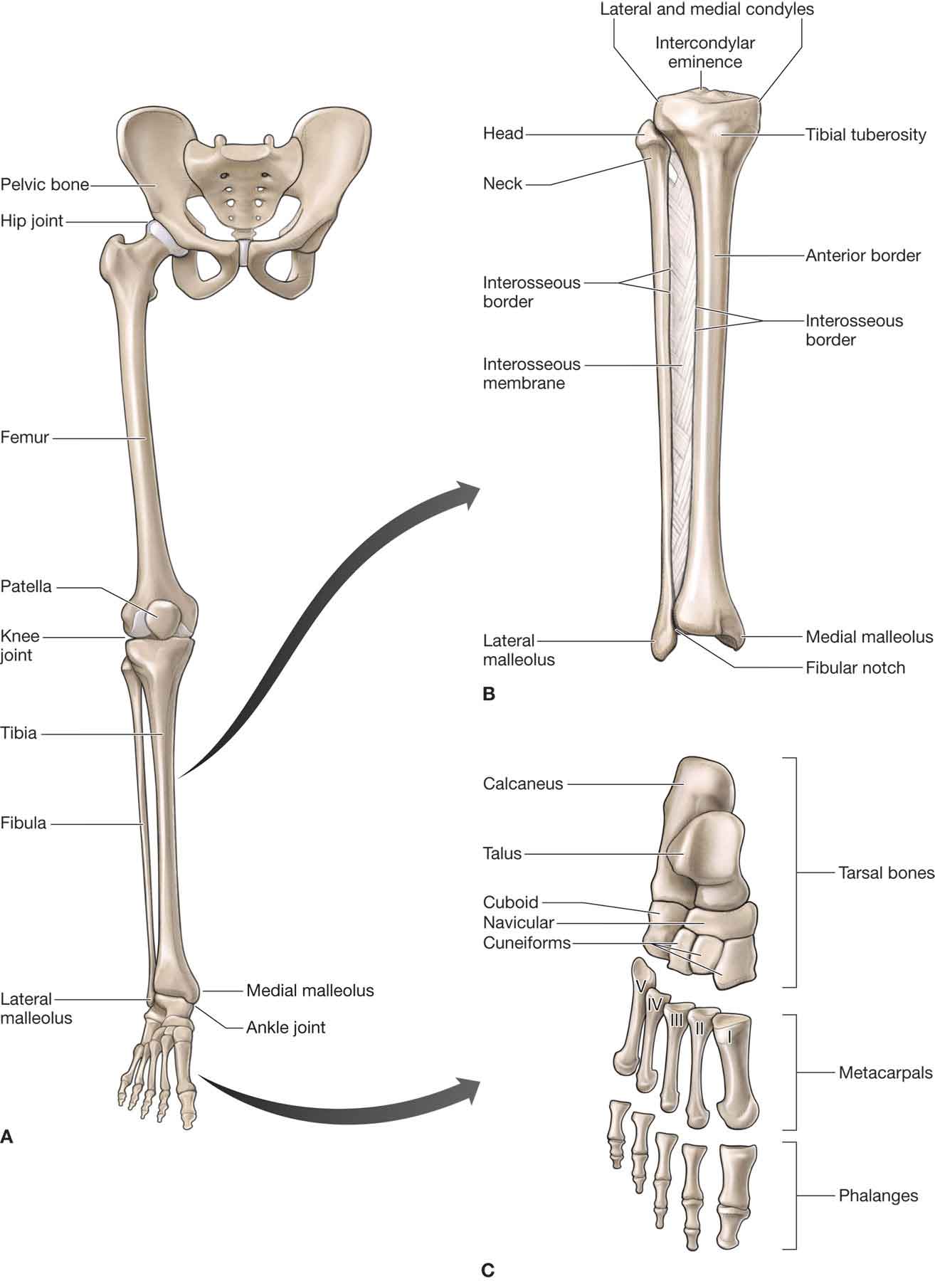 Lower Leg Ankle And Foot Musculoskeletal Key Lower Leg Ankle And Foot Musculoskeletal Key
