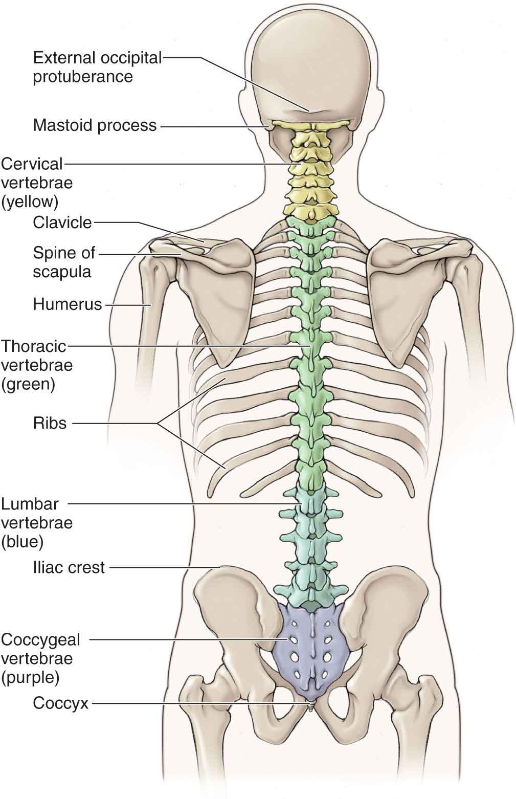 Vertebral Column Vertebral Column Posterior View Labeled Images And Vertebral Column Vertebral Column Posterior View Labeled Images And