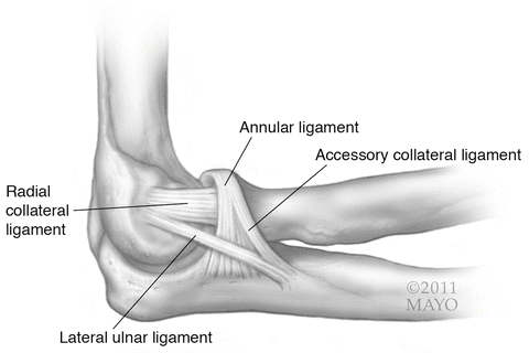 Anatomy Of The Elbow Musculoskeletal Key