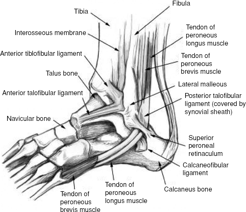 Foot Musculoskeletal Key