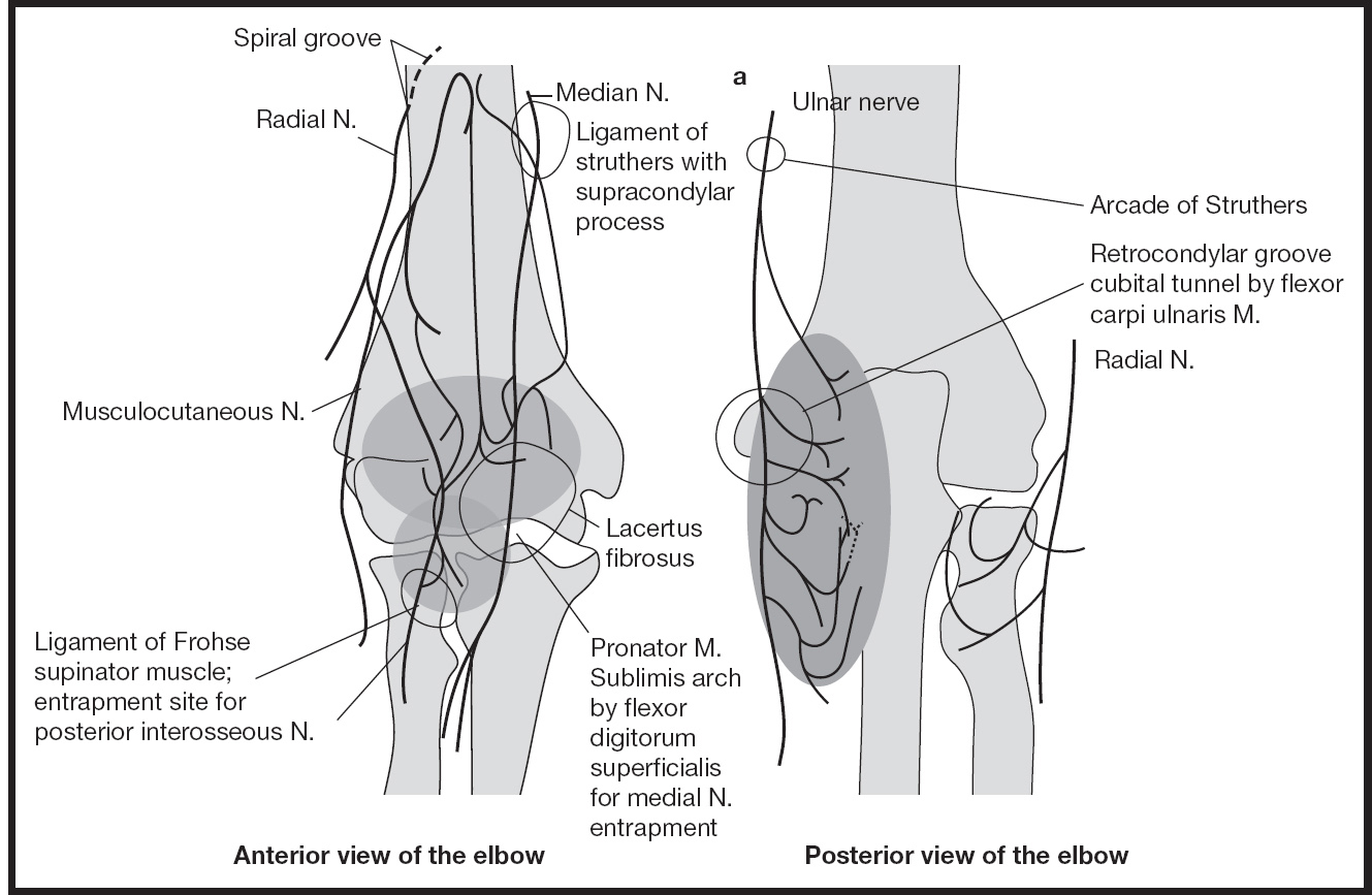 Elbow Musculoskeletal Key