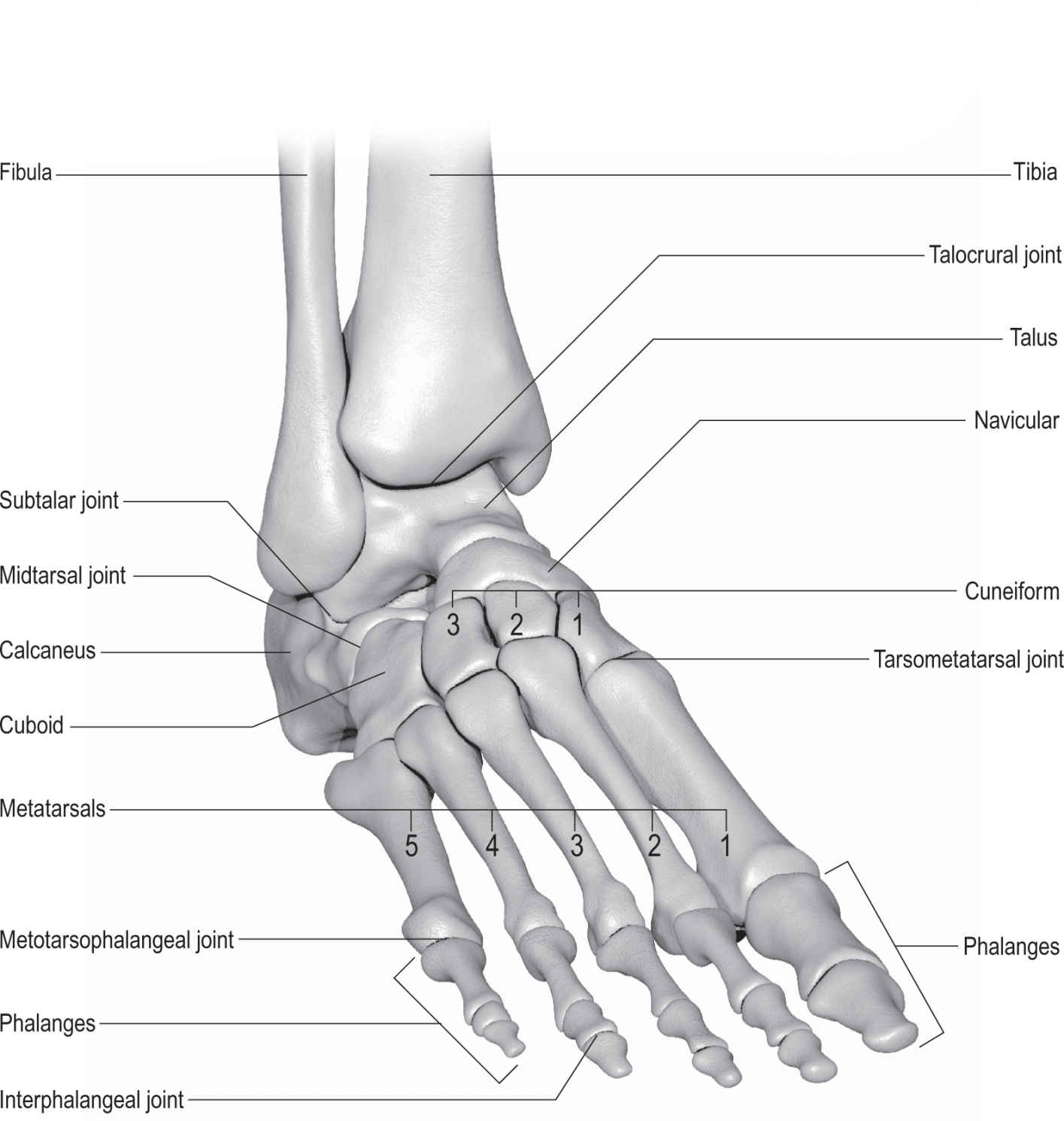 Foot And Ankle Musculoskeletal Key