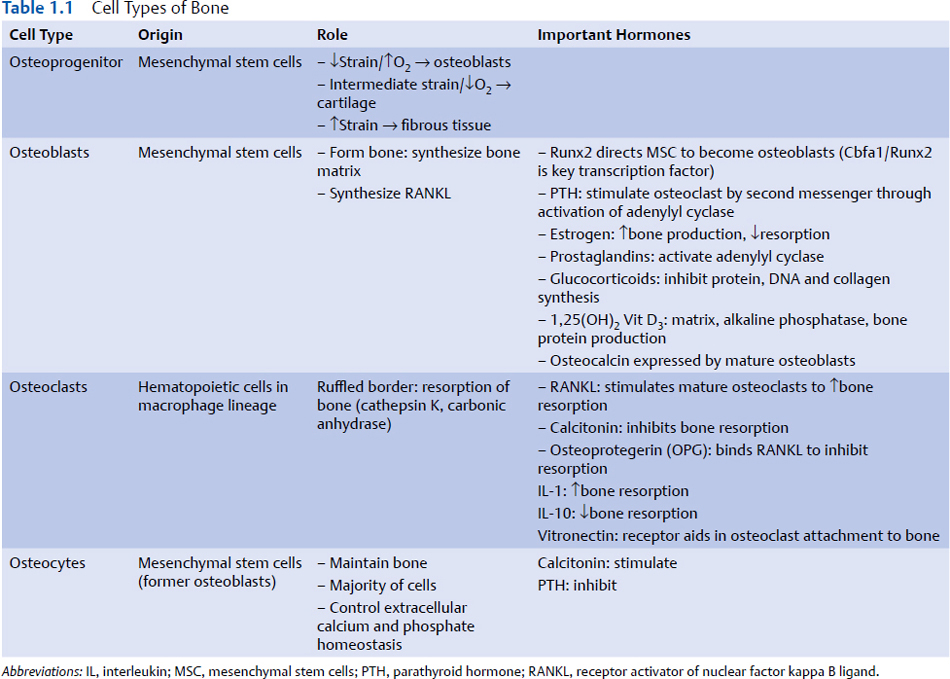 Basic Science Musculoskeletal Key