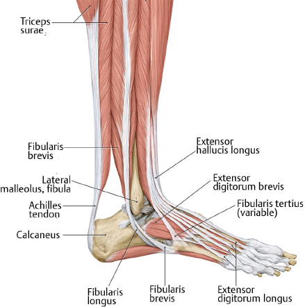 Lateral Ankle Muscles