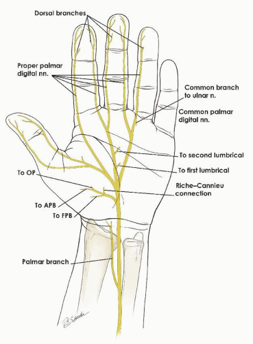 Digital Nerve Injury Musculoskeletal Key