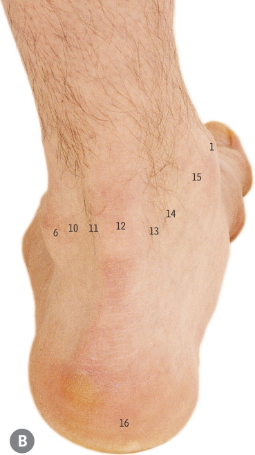 Foot Musculoskeletal Key