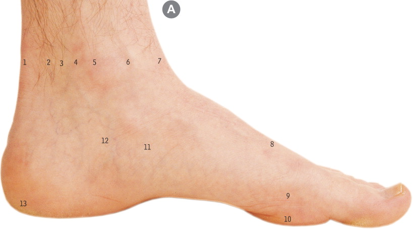 Foot Musculoskeletal Key
