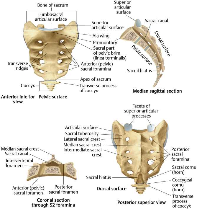 Sacral Spine Musculoskeletal Key