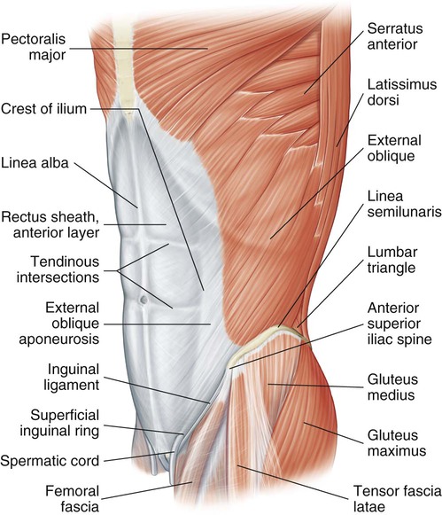 Anatomy Of Male Groin Area Groin Strain Symptoms Treatment And