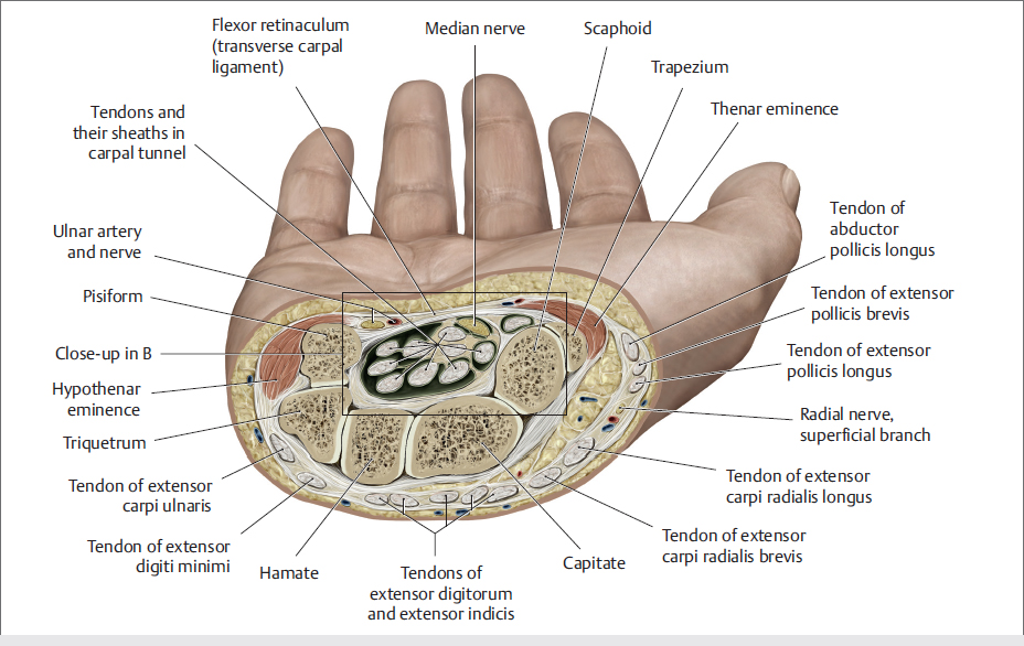 6 The Wrist And Hand Diagnostic Imaging Musculoskeletal Key